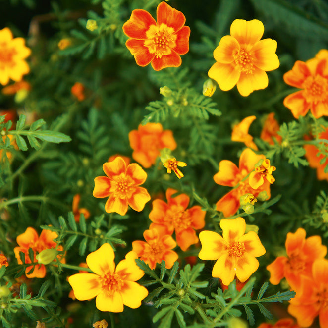 Beautiful Poppies and how to sow them! – Kings Seeds NZ