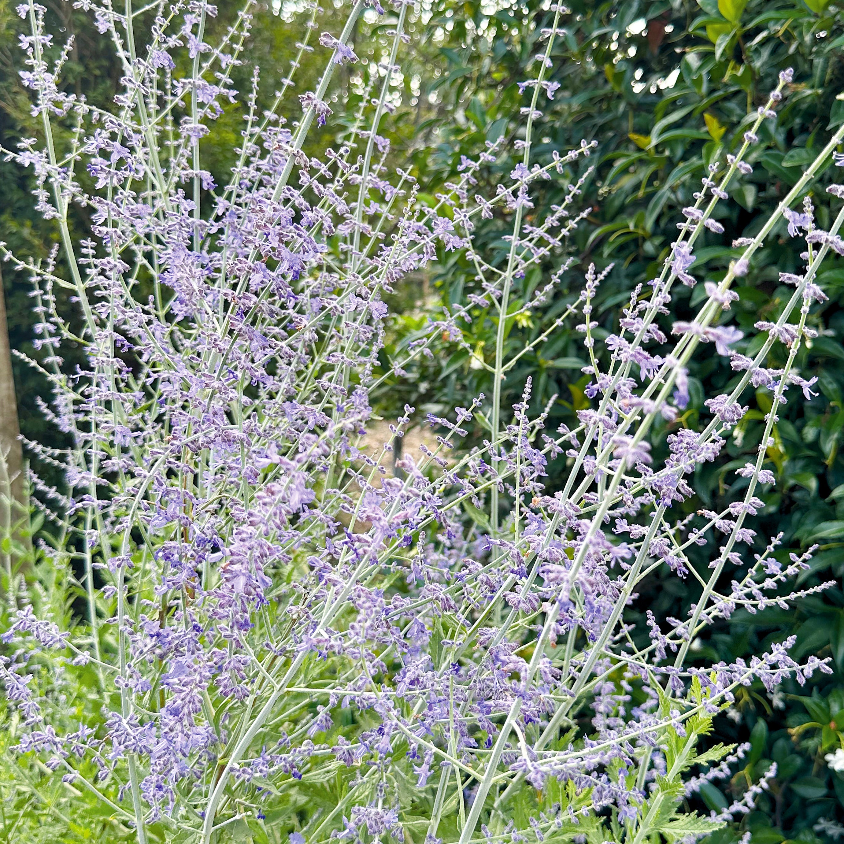 Buy Perovskia Blue Spike by Kings Seeds NZ online - Kings Seeds NZ