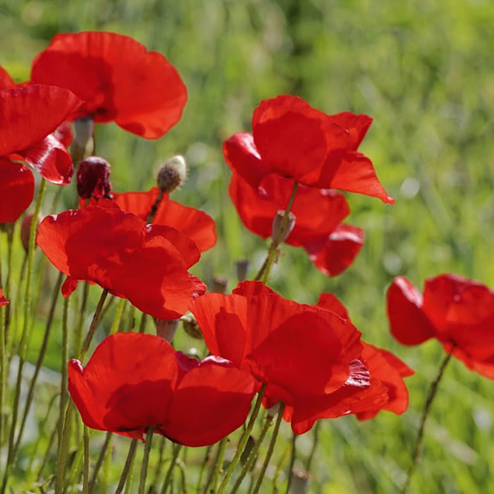 Buy Poppy Flanders Red by Kings Seeds NZ online - Kings Seeds NZ