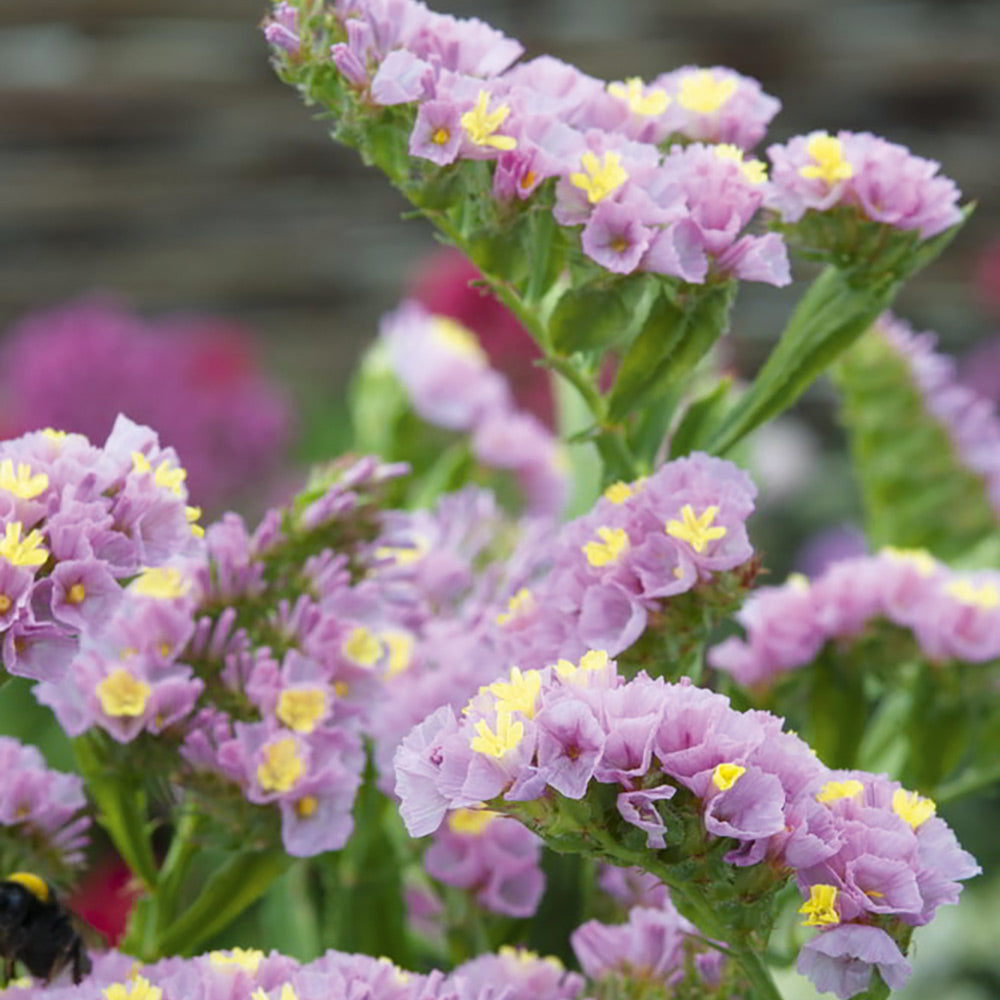 Buy Statice Forever Happy by Kings Seeds NZ online - Kings Seeds NZ