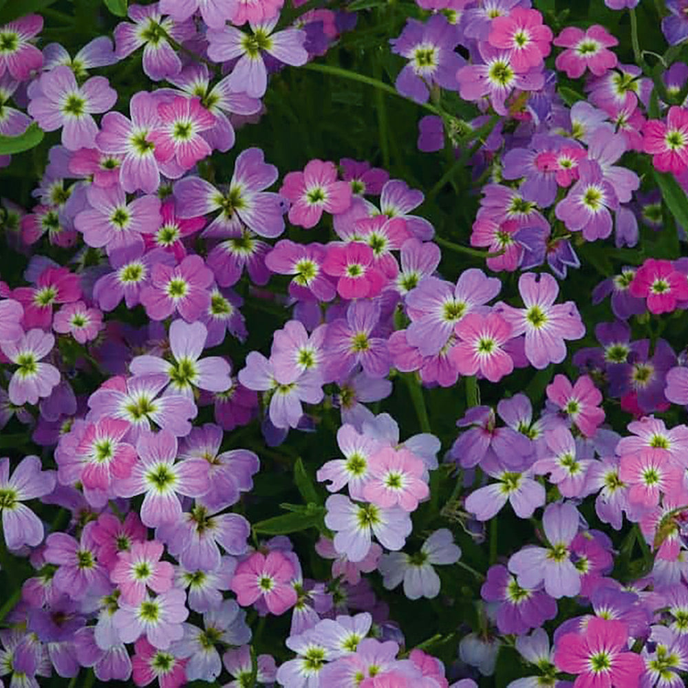 Buy Stock Spring Sparkle by Kings Seeds online - Kings Seeds NZ