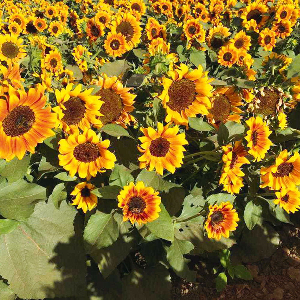 Buy Sunflower Firecracker F1 (treated seed) by Kings Seeds NZ online ...