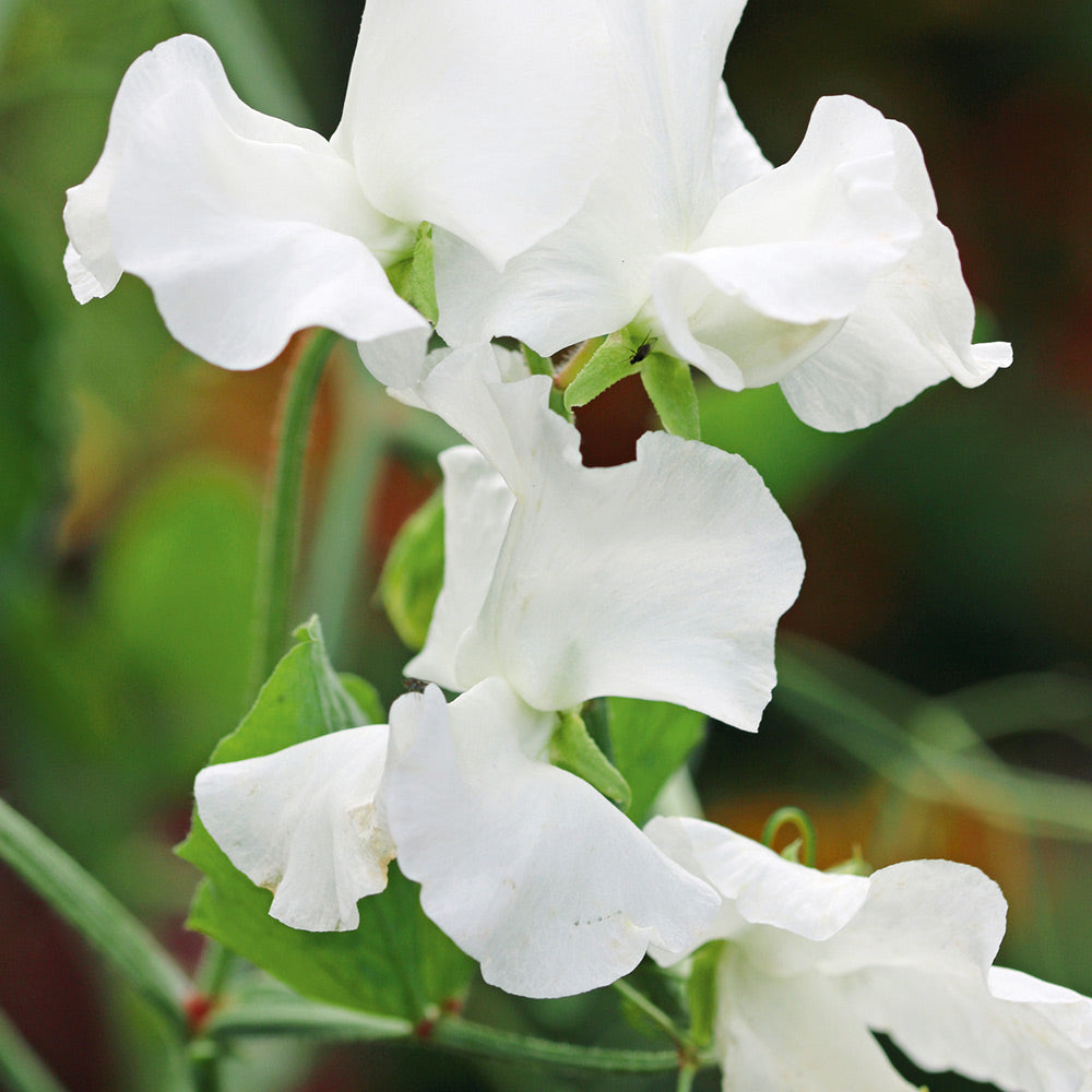 Buy Sweet Pea Mammoth White by Kings Seeds online - Kings Seeds NZ