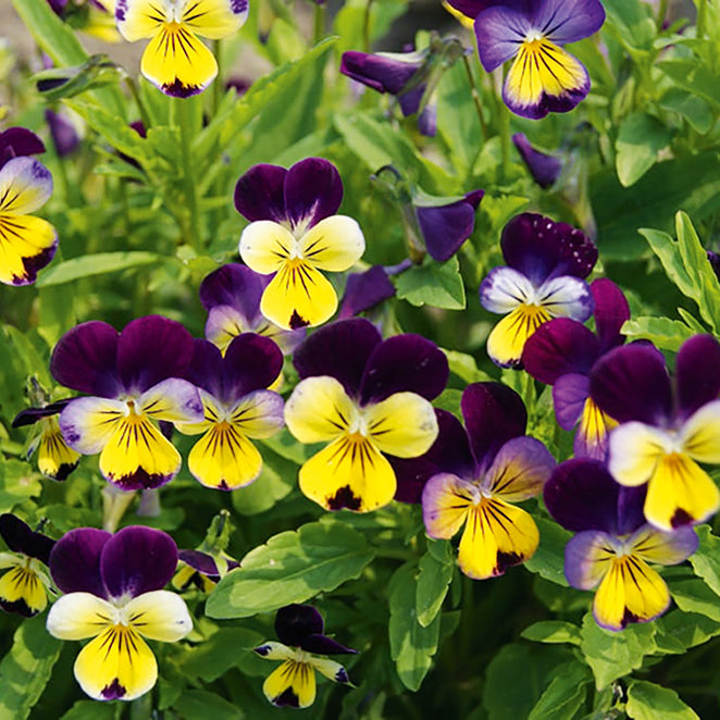 Beautiful Poppies and how to sow them! – Kings Seeds NZ