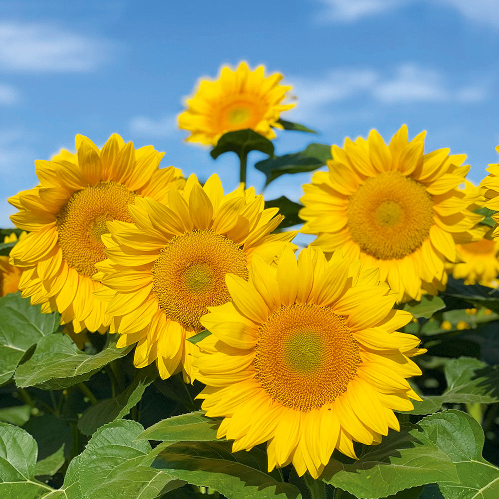 Buy Sunflower ProCut Gold Lite F1 (treated seed) by Kings Seeds NZ ...