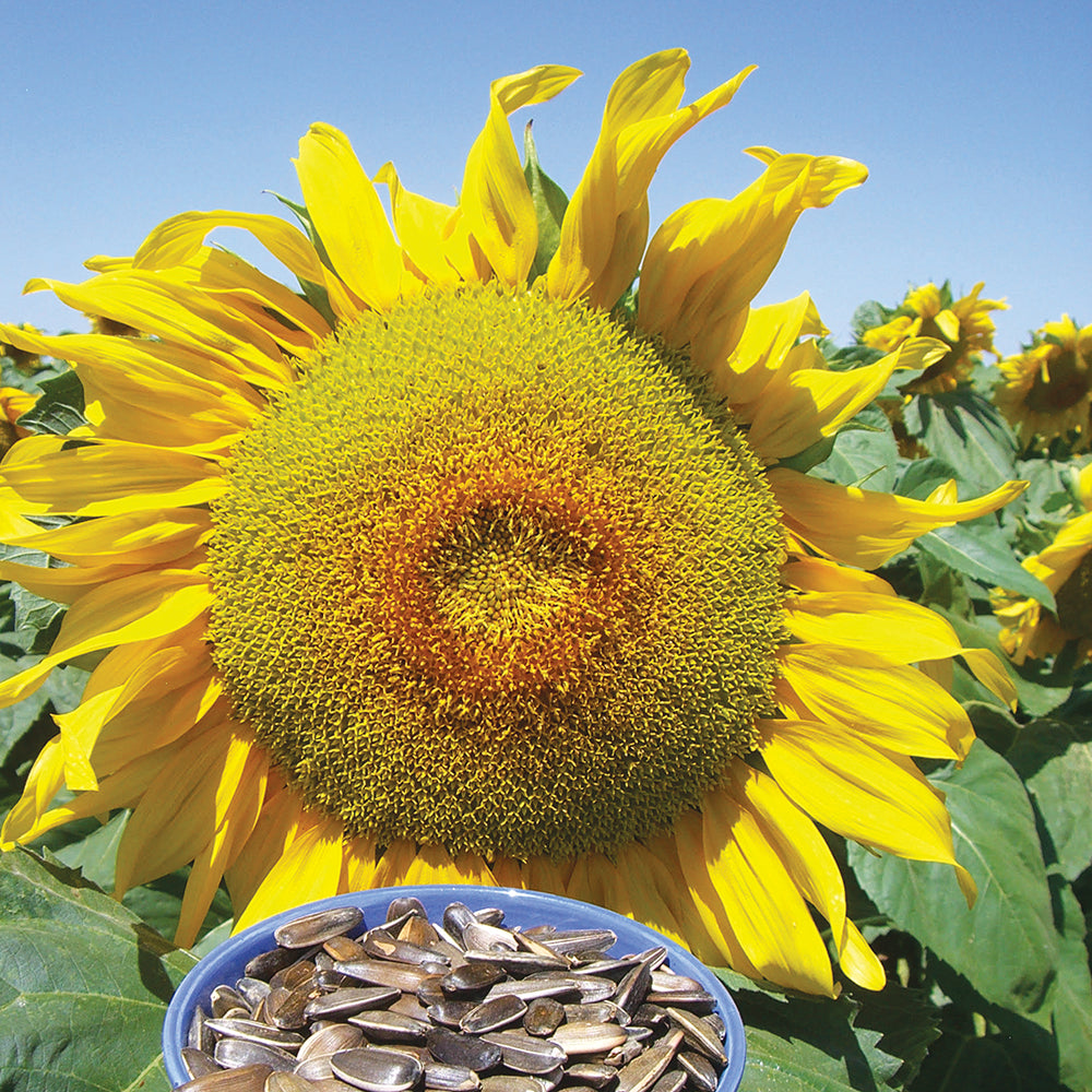 Buy Sunflower Salt N Roast F1 (treated seed) by Kings Seeds NZ online ...