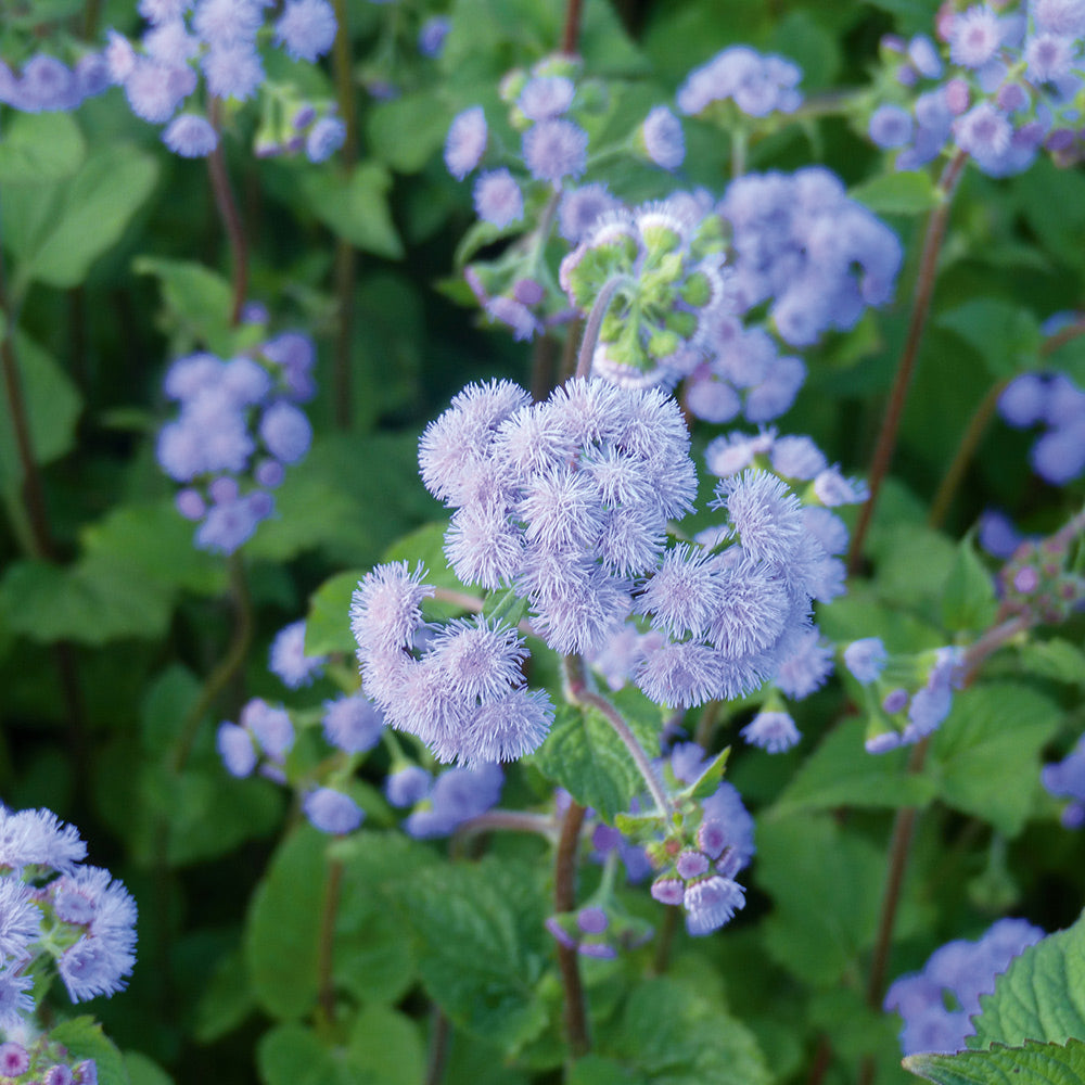 Buy Ageratum Bouquet Blue by Kings Seeds NZ online - Kings Seeds NZ
