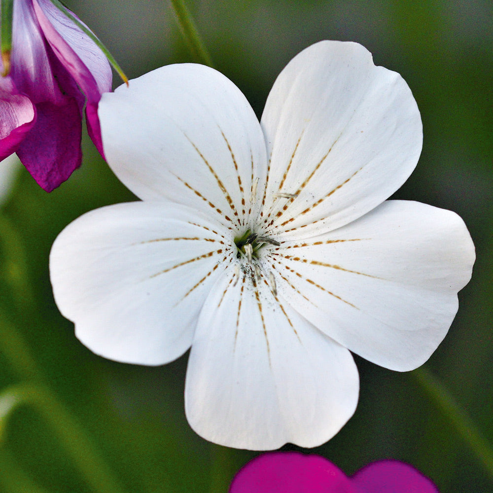 Buy Agrostemma Ocean Pearls by Kings Seeds NZ online - Kings Seeds NZ