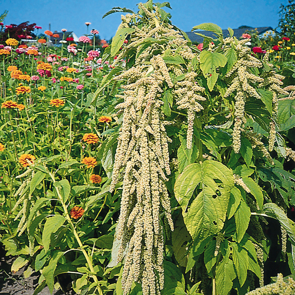 Buy Amaranthus Viridis by Kings Seeds NZ online - Kings Seeds NZ