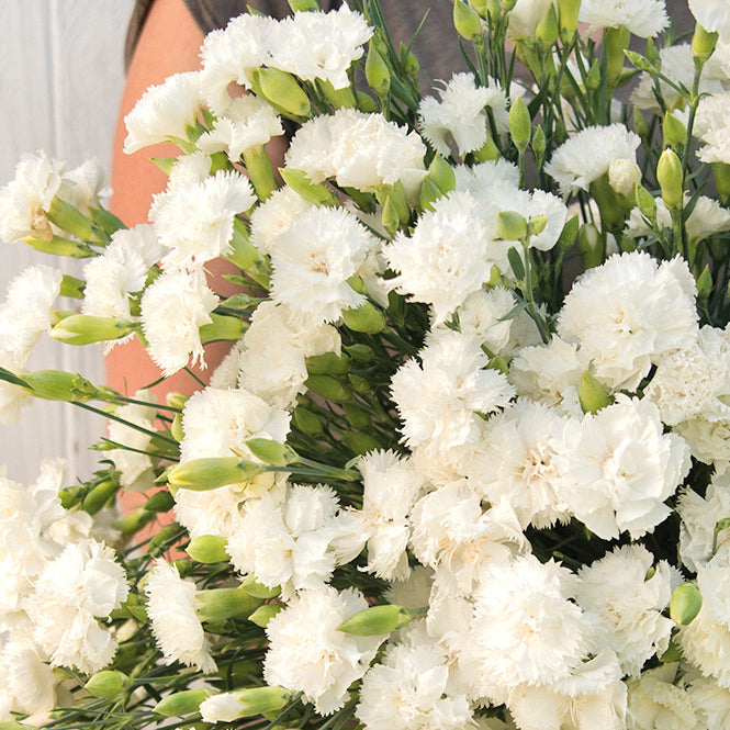Buy Dianthus Chabaud Jeanne Dionis by Kings Seeds NZ online - Kings ...