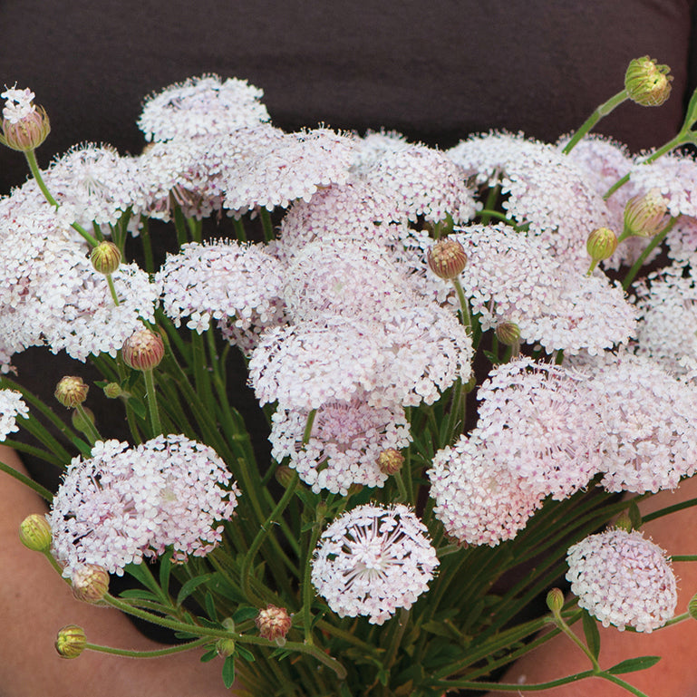 Buy Didiscus Lace Pink by Kings Seeds NZ online - Kings Seeds NZ