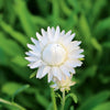 Buy Helichrysum White by Kings Seeds NZ online - Kings Seeds NZ