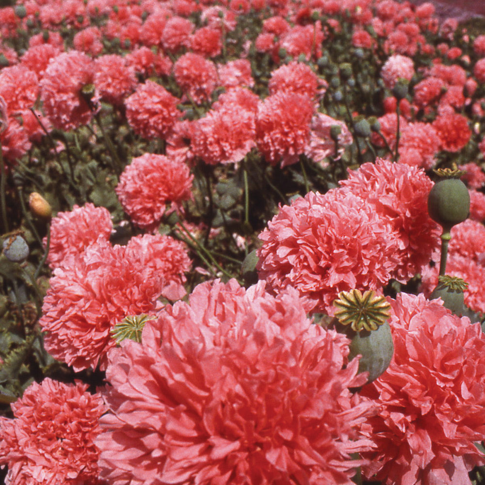 Buy Poppy Paeony Salmon by Kings Seeds NZ online - Kings Seeds NZ