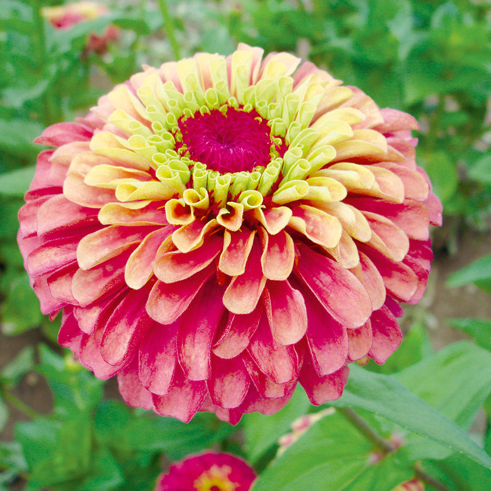 Buy Zinnia Queen Lime-Red by Kings Seeds NZ online - Kings Seeds NZ