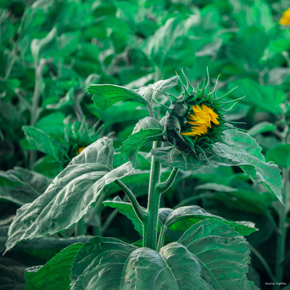 Buy Sunflower Lollipop by Kings Seeds NZ online - Kings Seeds NZ