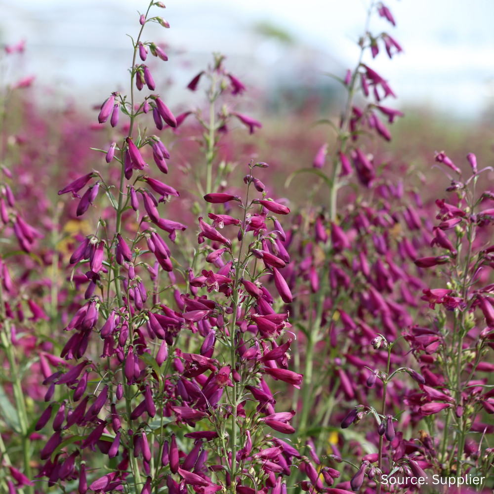 Buy Penstemon Twizzle Purple by Kings Seeds NZ online - Kings Seeds NZ