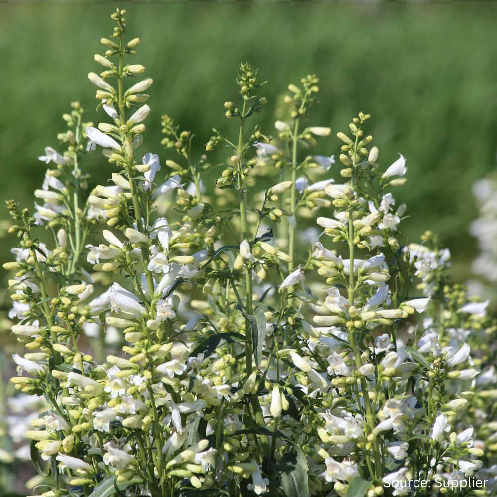 Buy Penstemon Twizzle White by Kings Seeds online - Kings Seeds NZ