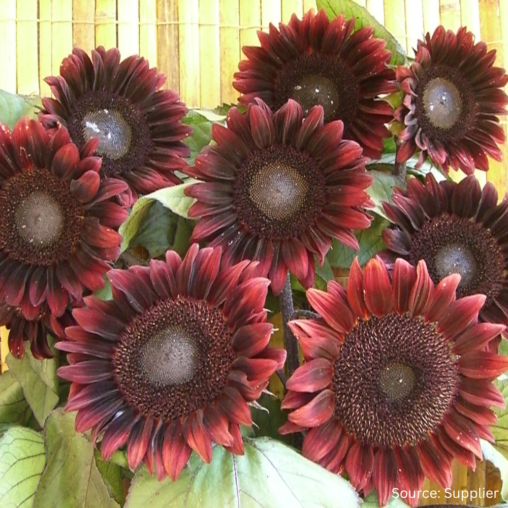 Buy Sunflower ProCut Red F1 (treated seed) by Kings Seeds NZ online ...