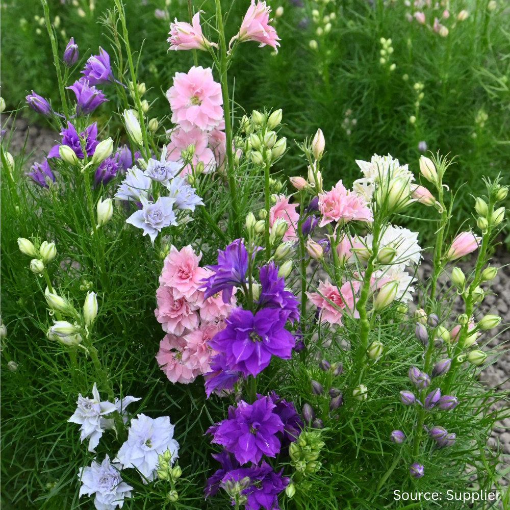 Buy Larkspur Hyacinth Dwarf Mix by Kings Seeds online - Kings Seeds NZ