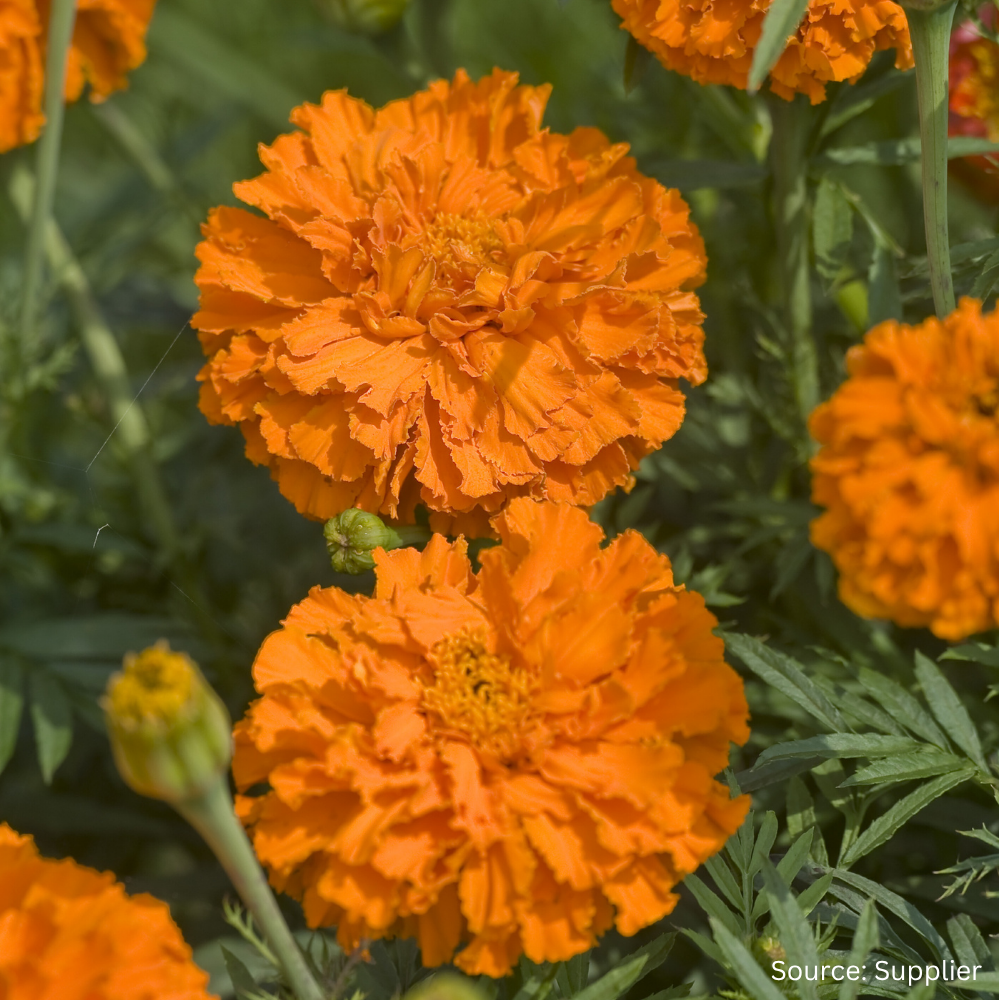 Buy Marigold Kees' Orange by Kings Seeds NZ online - Kings Seeds NZ