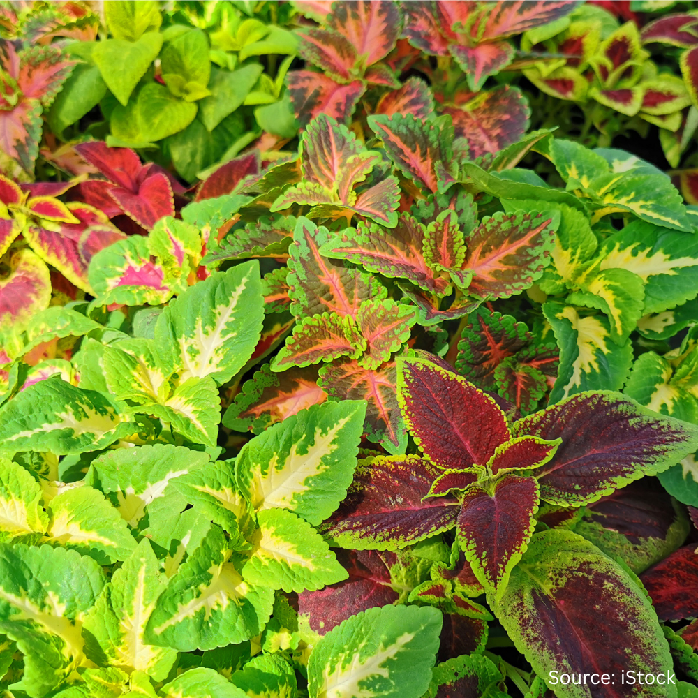 Buy Coleus Mix by Kings Seeds NZ online - Kings Seeds NZ