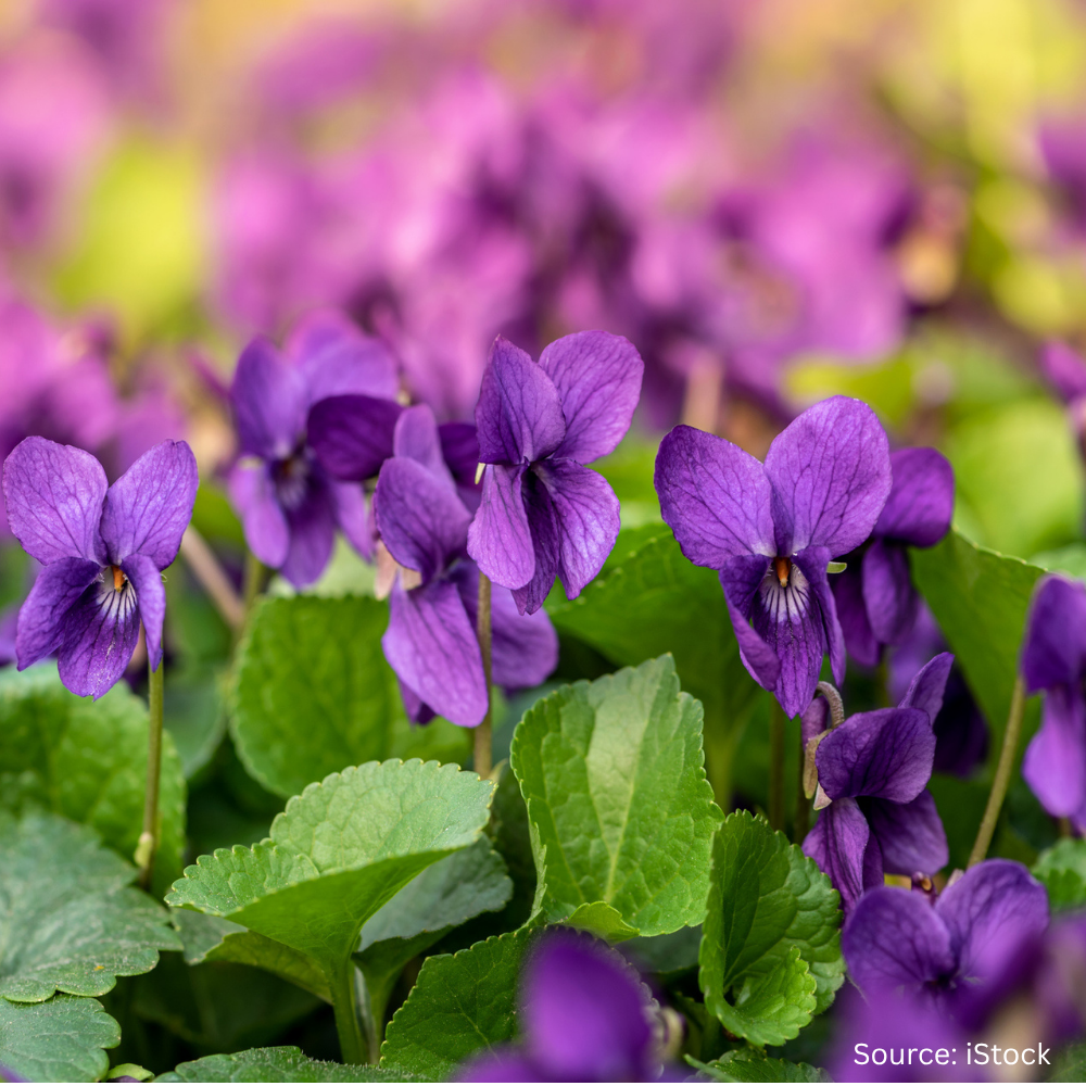 Buy Viola Queen Charlotte by Kings Seeds NZ online - Kings Seeds NZ