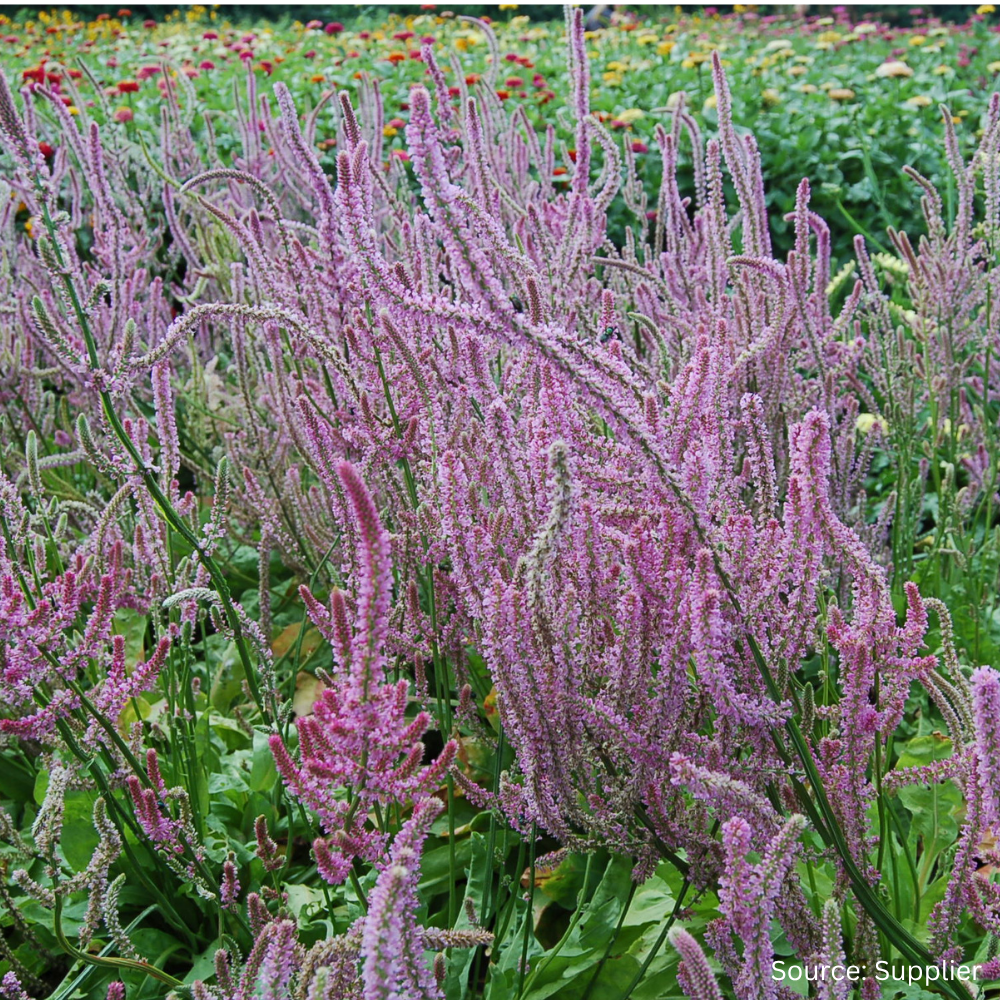 Buy Statice Pink Pokers by Kings Seeds NZ online - Kings Seeds NZ