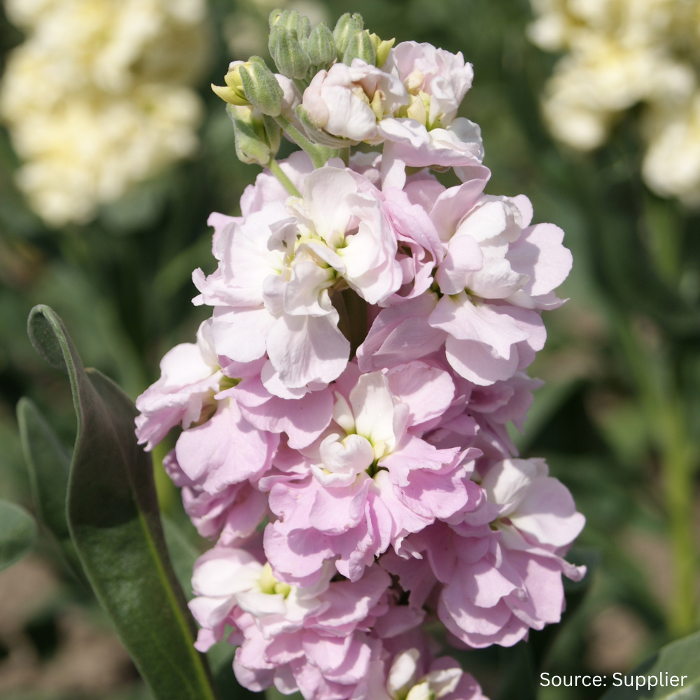 Buy Stock Sweetheart Pink by Kings Seeds NZ online - Kings Seeds NZ