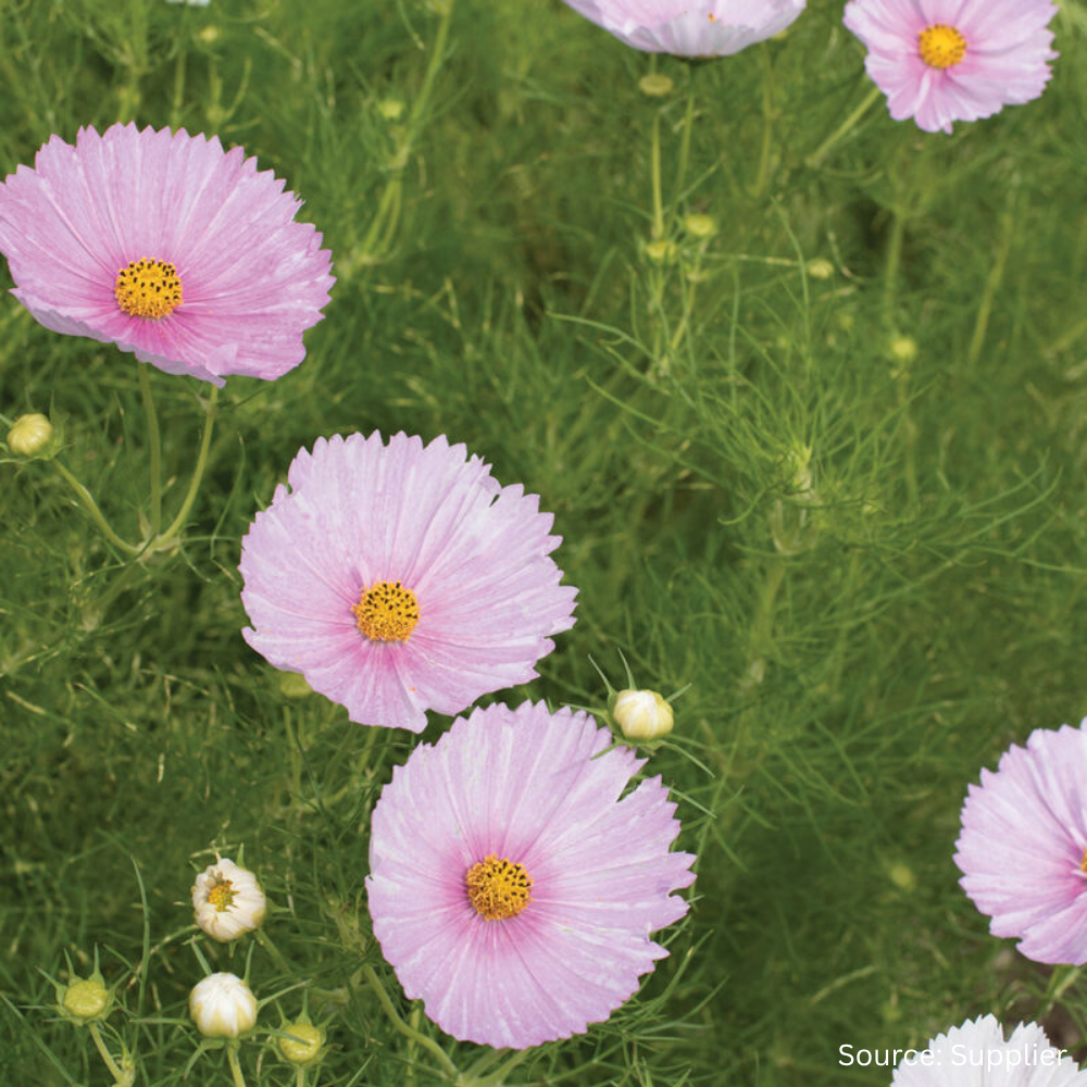 Buy Cosmos Cupcakes Blush by Kings Seeds NZ online - Kings Seeds NZ