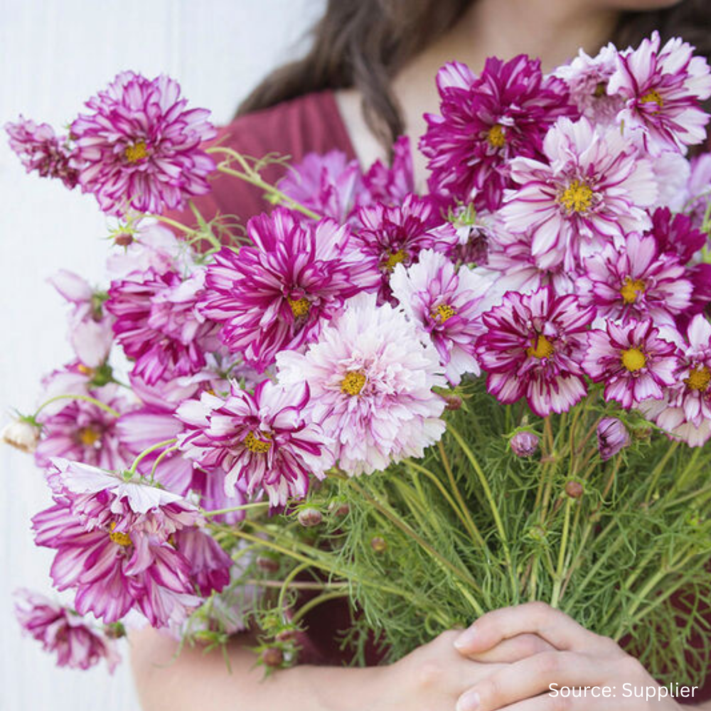 Buy Cosmos Double Click Bicolour Violet by Kings Seeds NZ online ...