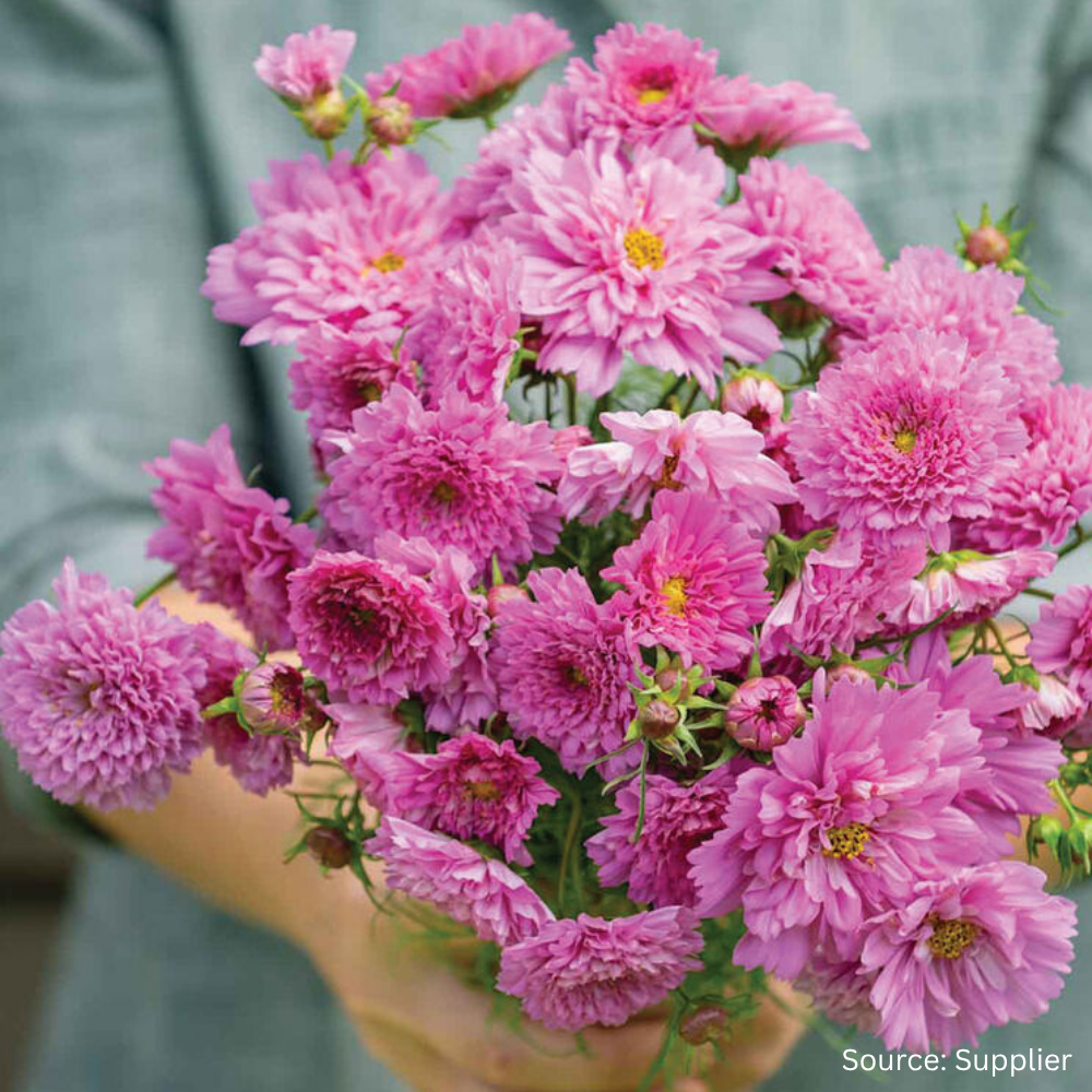 Buy Cosmos Double Click Rose Bon Bon by Kings Seeds NZ online - Kings ...