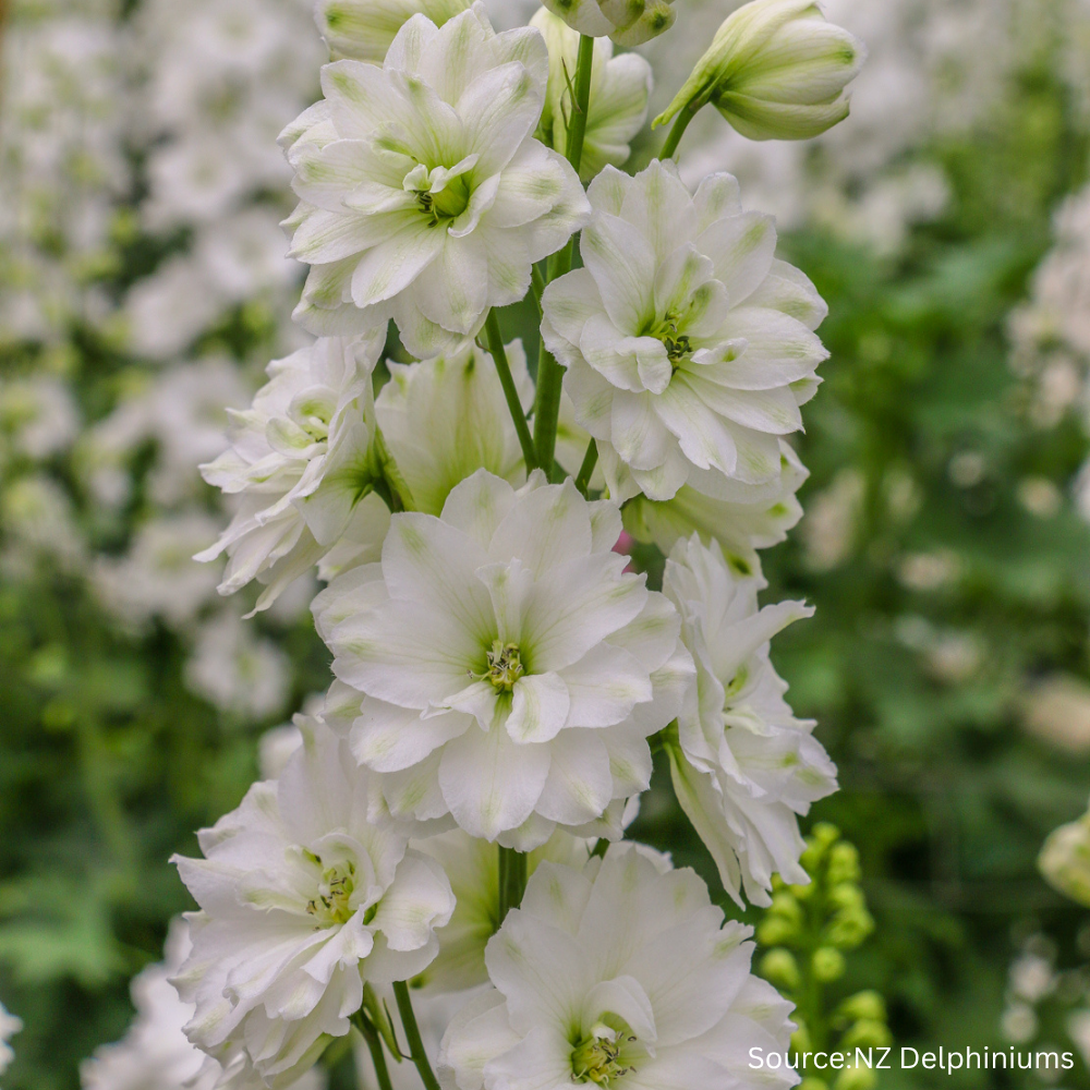 Buy Delphinium Double Innocence F1 by Kings Seeds NZ online - Kings ...
