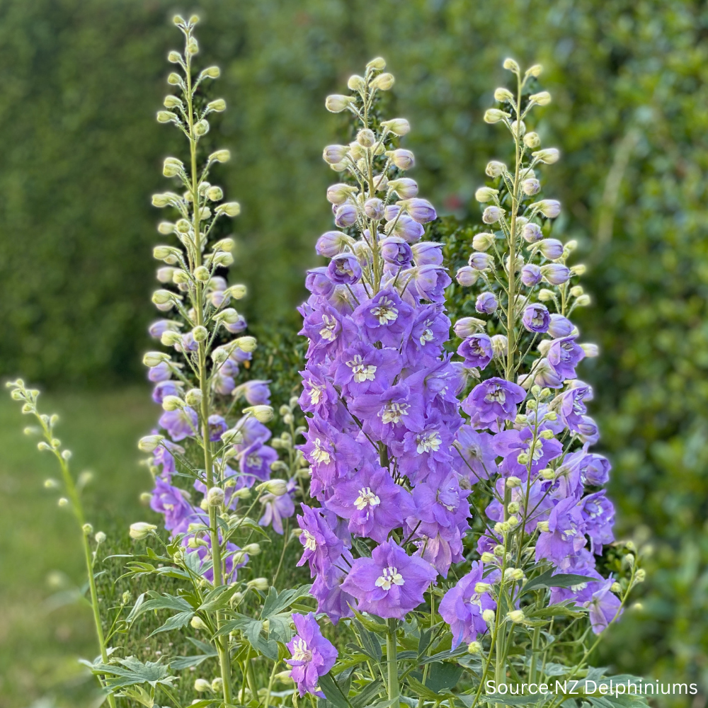 Buy Delphinium Lilac Ladies F1 by Kings Seeds NZ online - Kings Seeds NZ