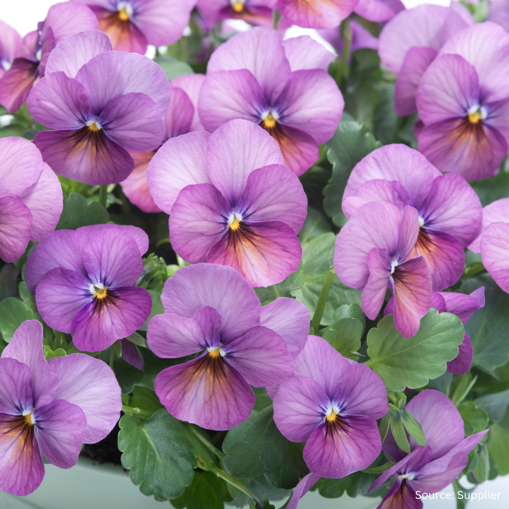 Buy Viola Plum Antique F1 by Kings Seeds NZ online - Kings Seeds NZ