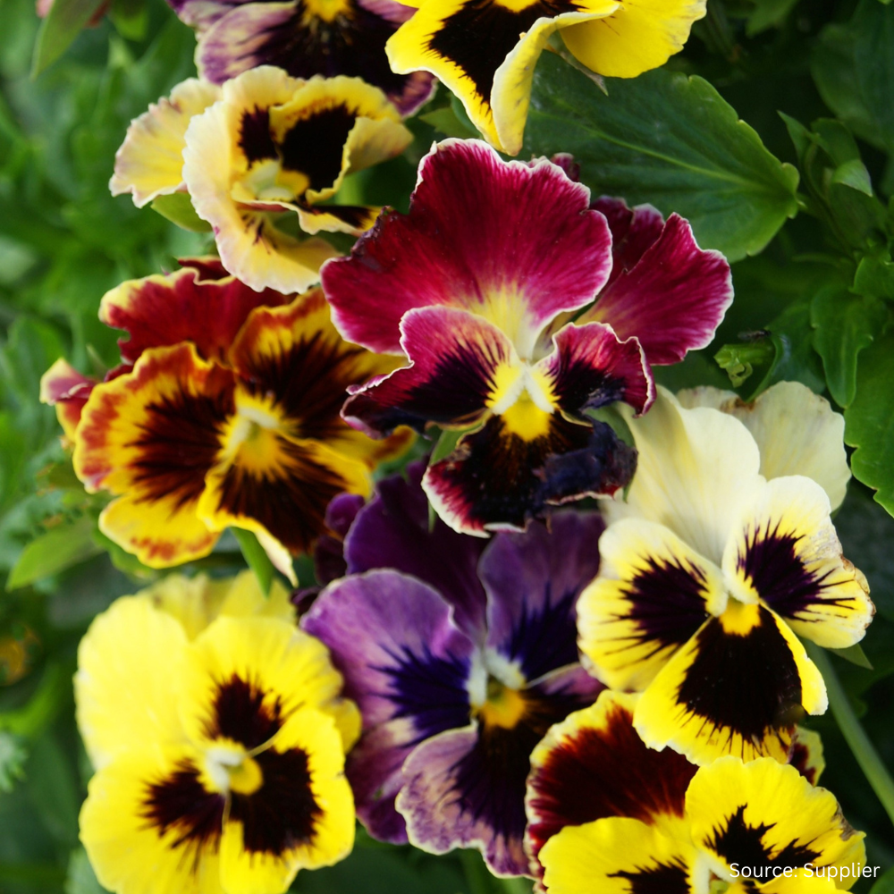 Buy Viola Rococo Frill Mix by Kings Seeds NZ online - Kings Seeds NZ