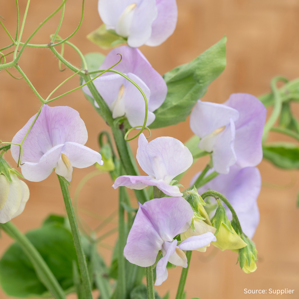 Buy Sweet Pea Arthur Hellyer by Kings Seeds NZ online - Kings Seeds NZ