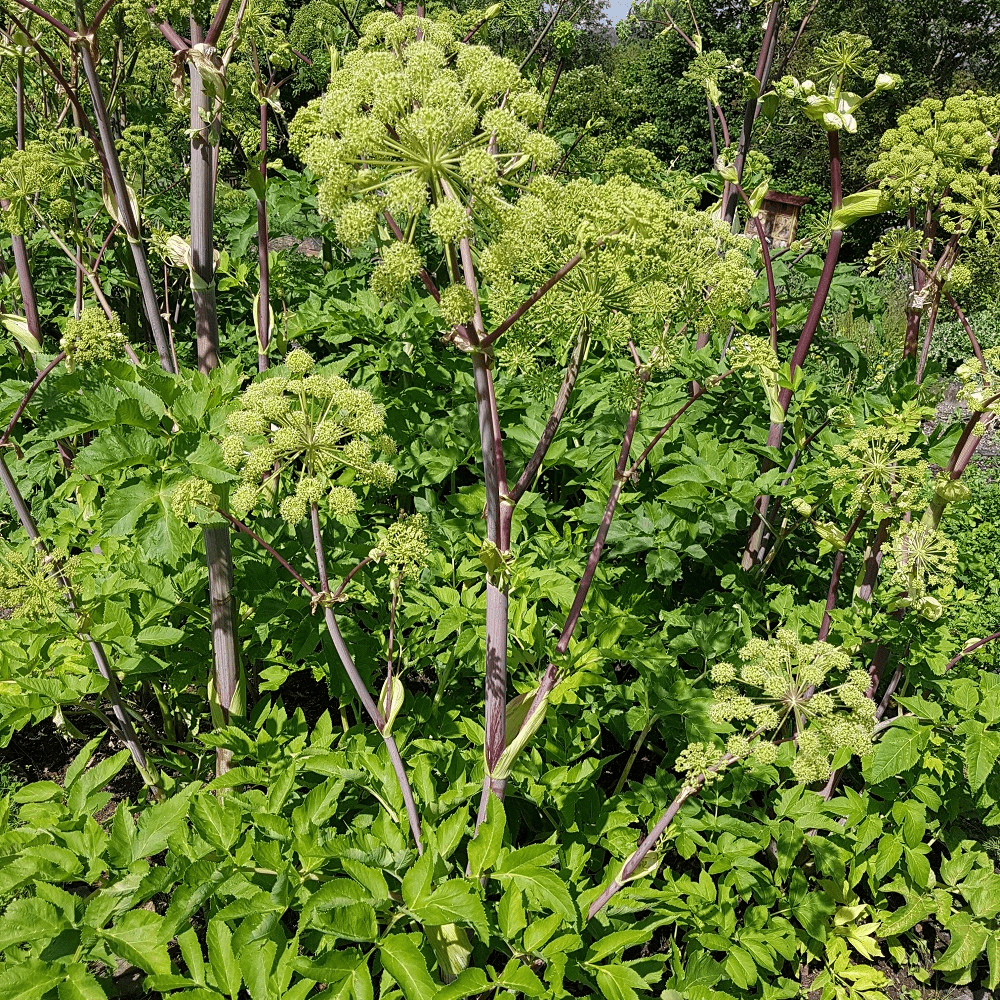 Buy Angelica Holy Ghost by Kings Seeds online - Kings Seeds NZ