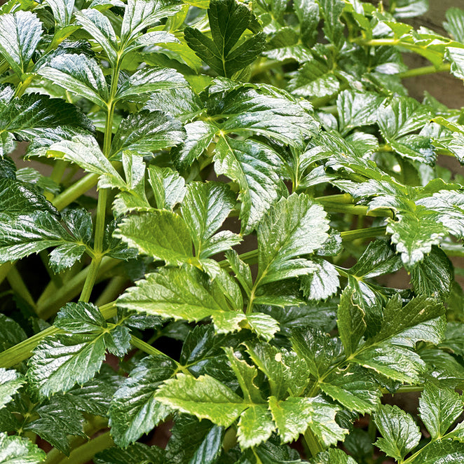 How to Get Rid of White Butterfly NZ – Kings Seeds NZ