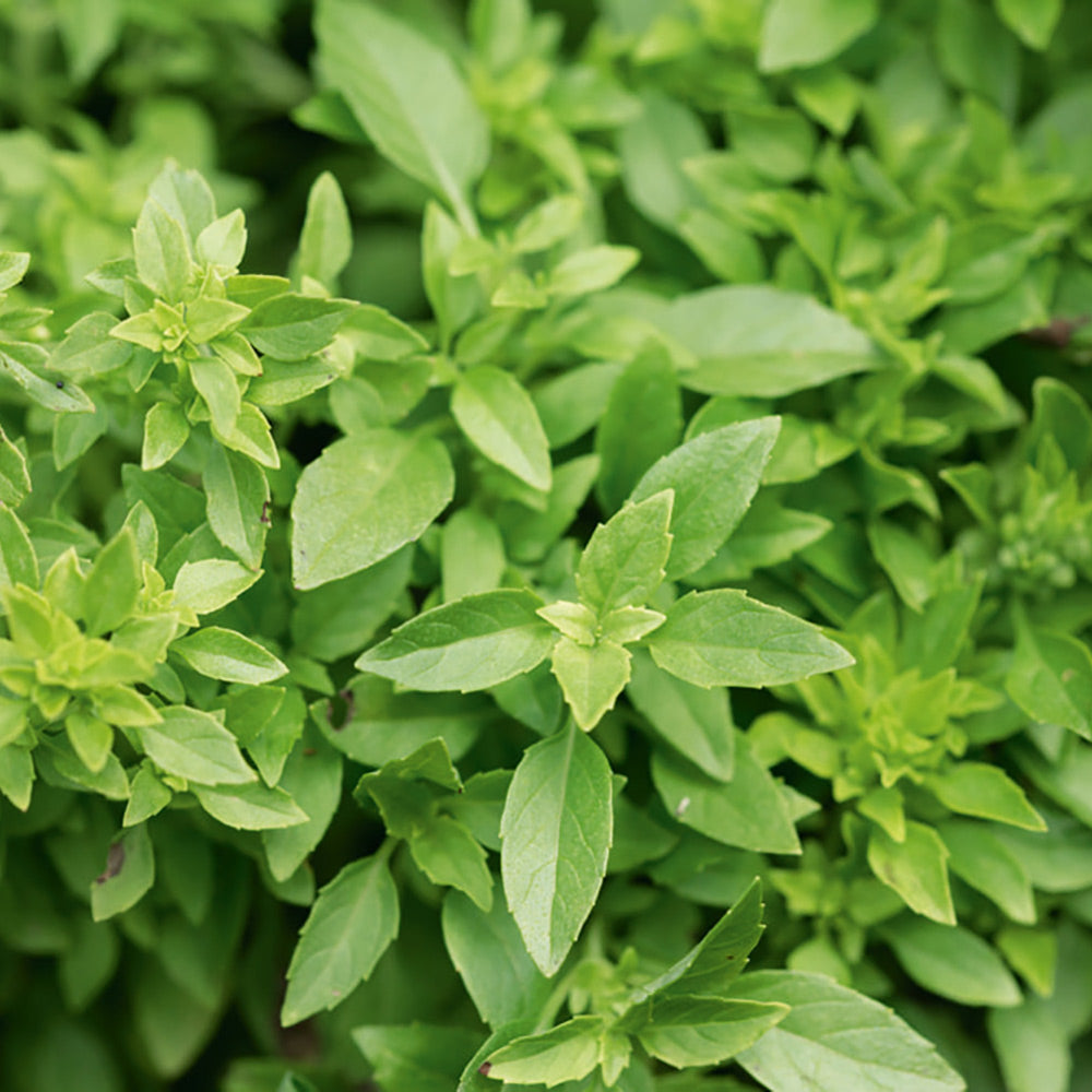 Buy Basil Greek Mini by Kings Seeds NZ online - Kings Seeds NZ