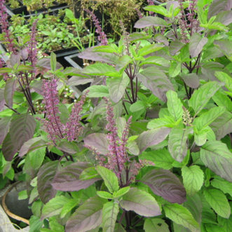 Sunflower Growing Instructions – Kings Seeds NZ