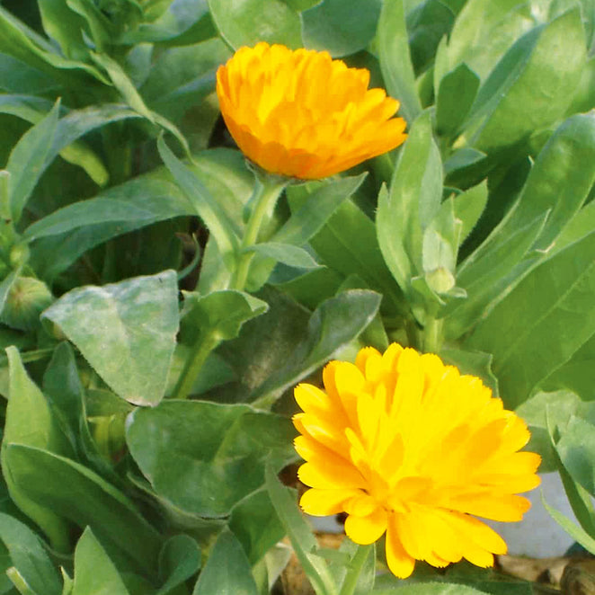 How to Get Rid of White Butterfly NZ – Kings Seeds NZ