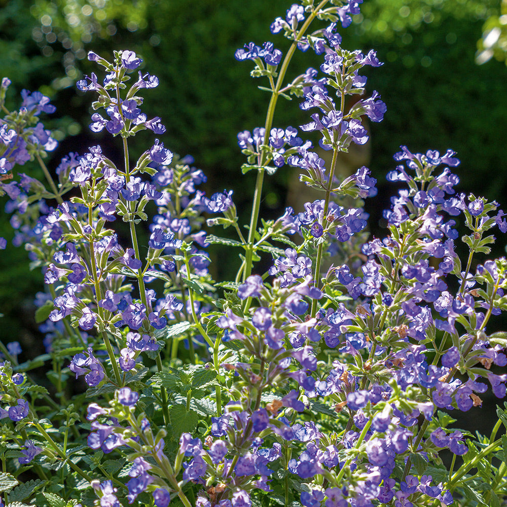 Buy Catmint by Kings Seeds NZ online - Kings Seeds NZ