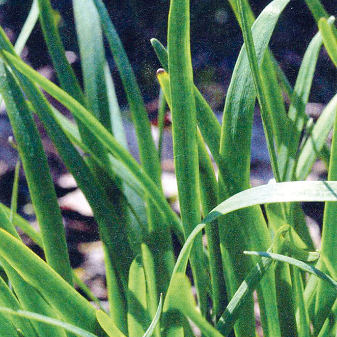 Catalogue – Kings Seeds NZ