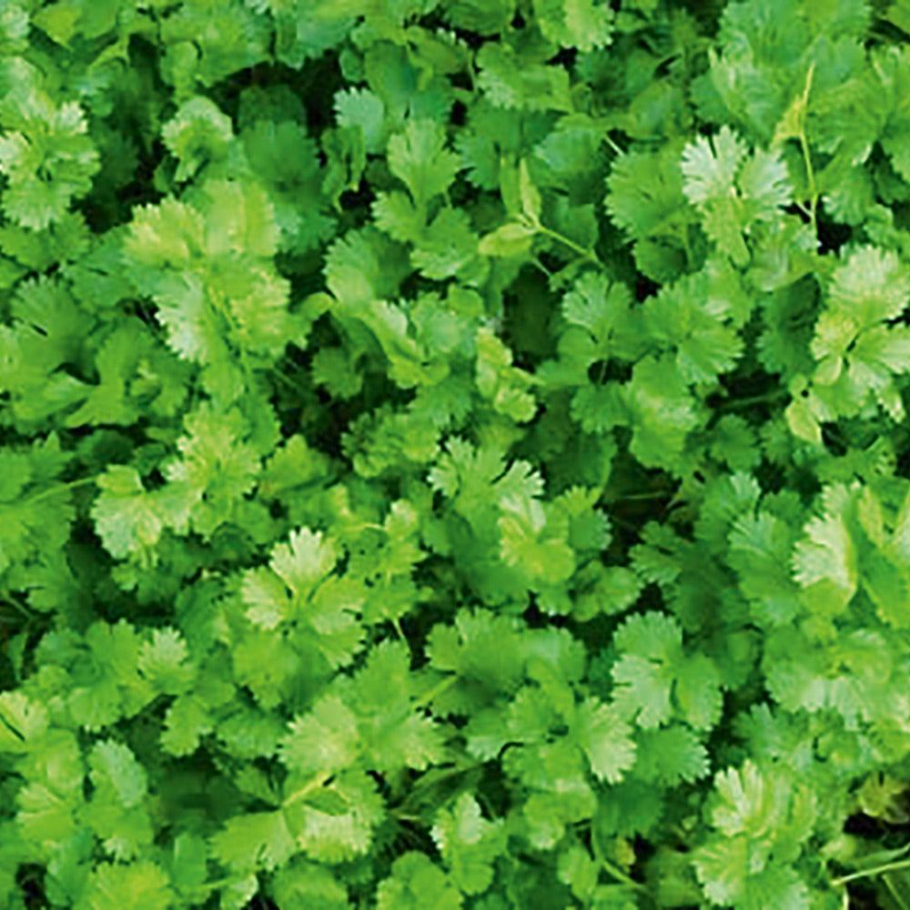 Buy Coriander Picante by Kings Seeds online - Kings Seeds NZ
