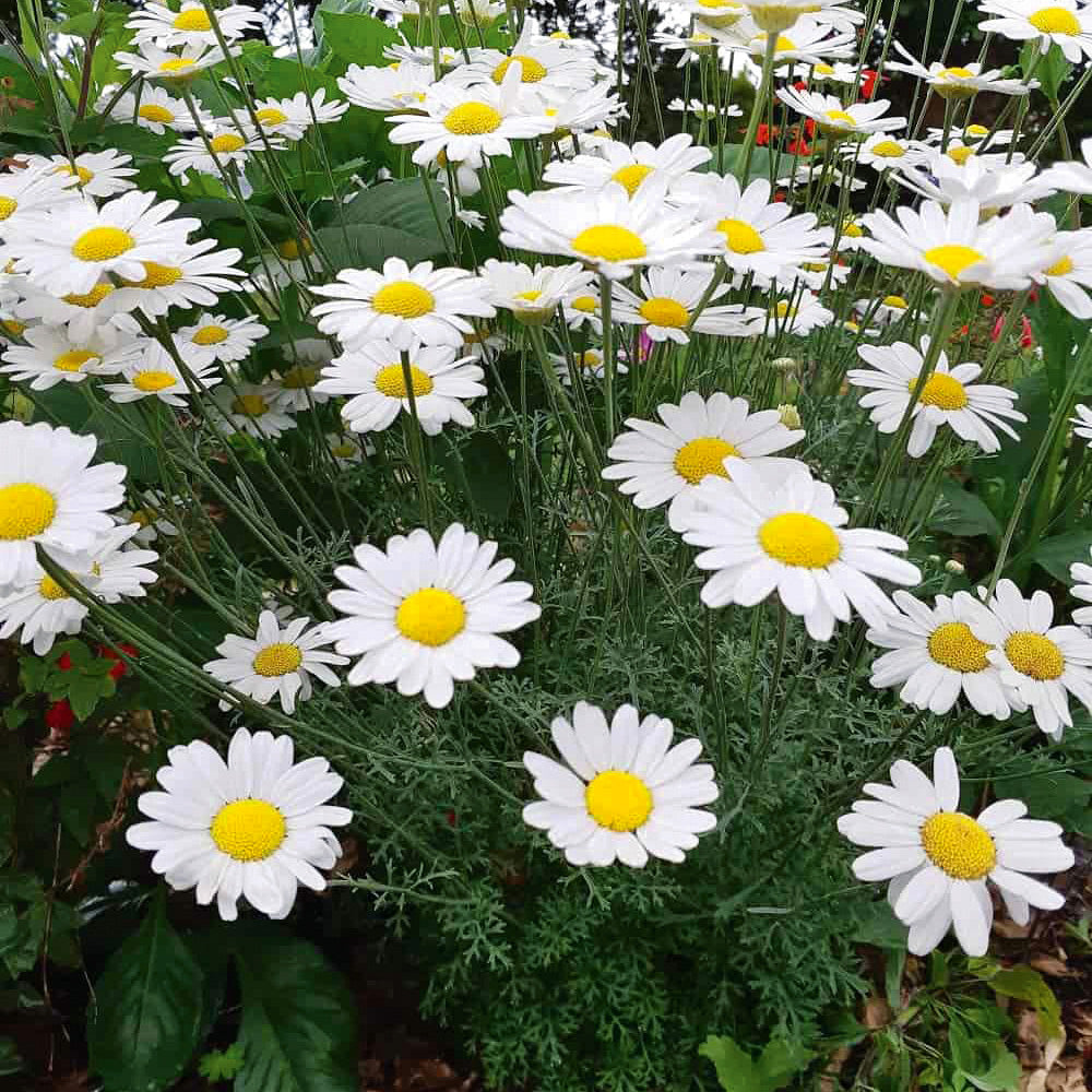 Buy Pyrethrum by Kings Seeds NZ online - Kings Seeds NZ