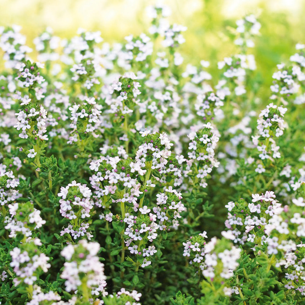 Buy Thyme French Summer by Kings Seeds NZ online - Kings Seeds NZ
