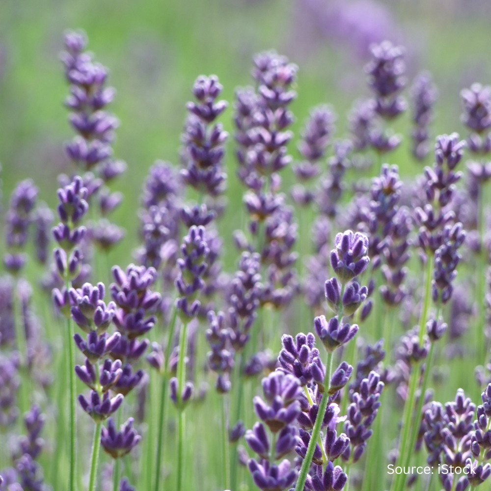 Buy English Lavender by Kings Seeds NZ online - Kings Seeds NZ
