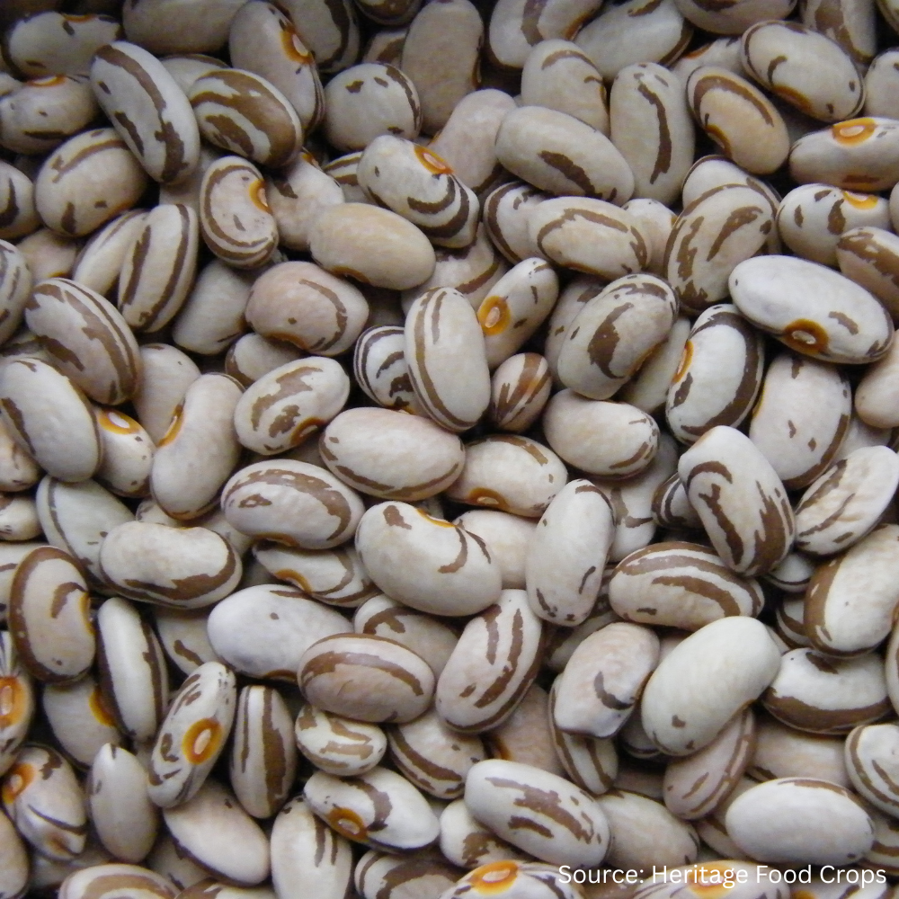 Buy Bean Runner Genuine Cornfield by Kings Seeds NZ online - Kings Seeds NZ