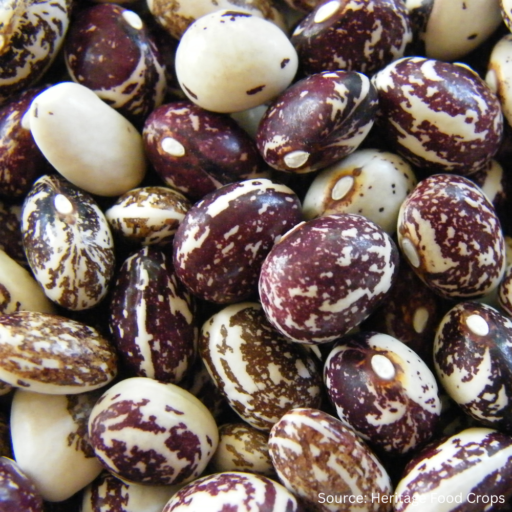 Buy Bean Runner Good Mother Stallard by Kings Seeds NZ online - Kings ...
