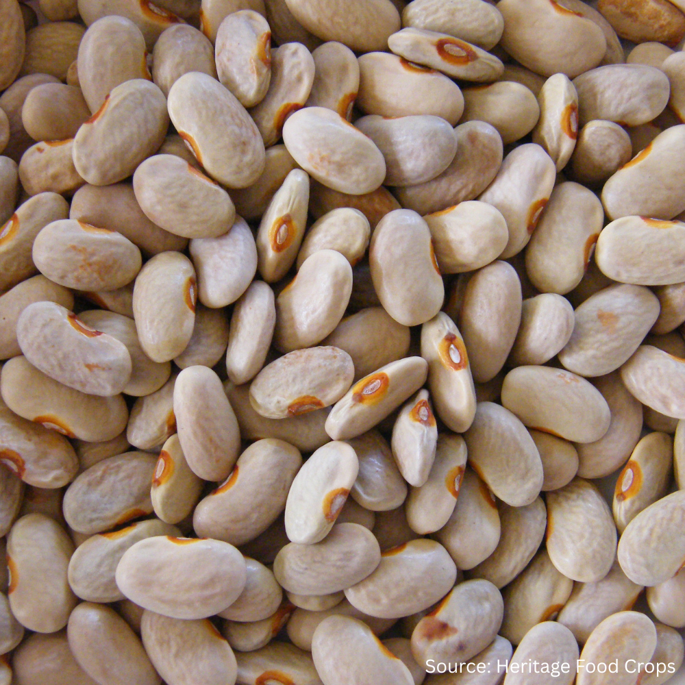 Buy Bean Runner Hopi Beige by Kings Seeds NZ online - Kings Seeds NZ